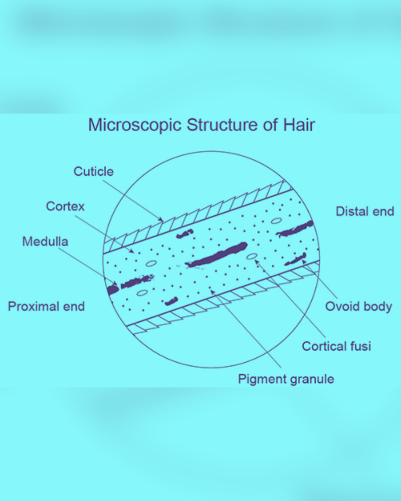 Understanding Hair Anatomy: Cuticle, Cortex, Medulla, Cortical Fusi, O ...